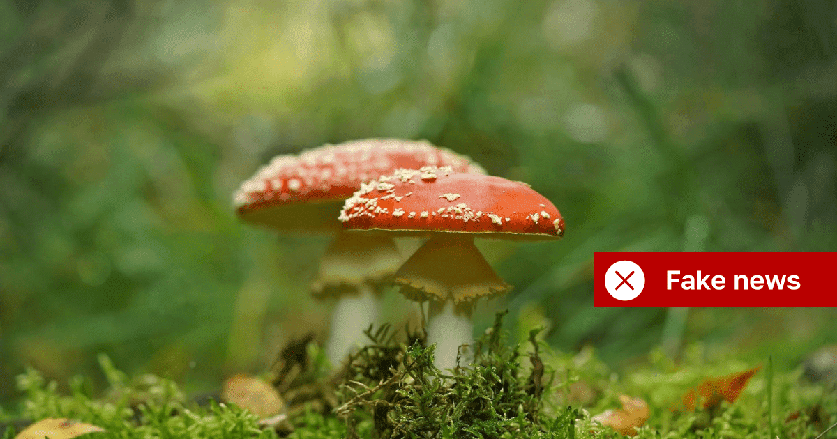 Muchomor nie jest trujący? Uwaga na dezinformację